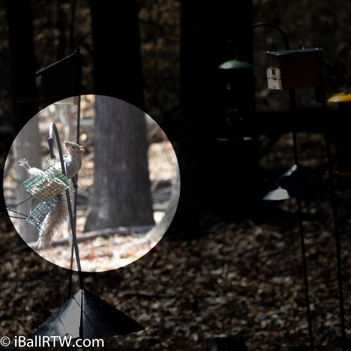 Flying Squirrel Circus – iball round the world