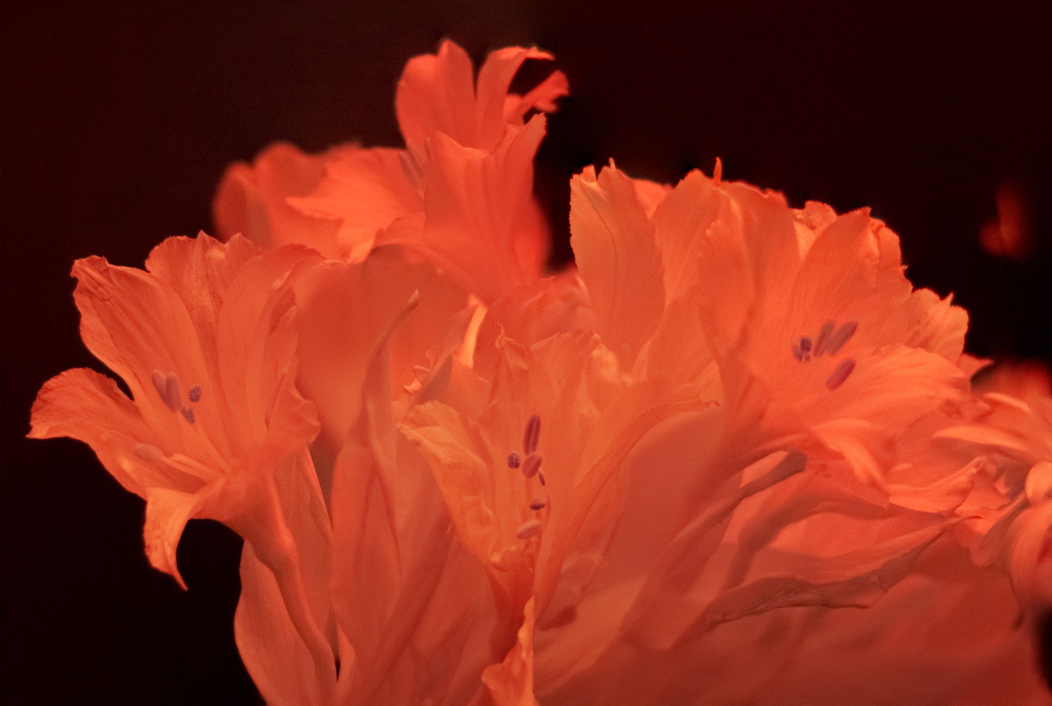 Beyond Visible Light Photography – iball round the world